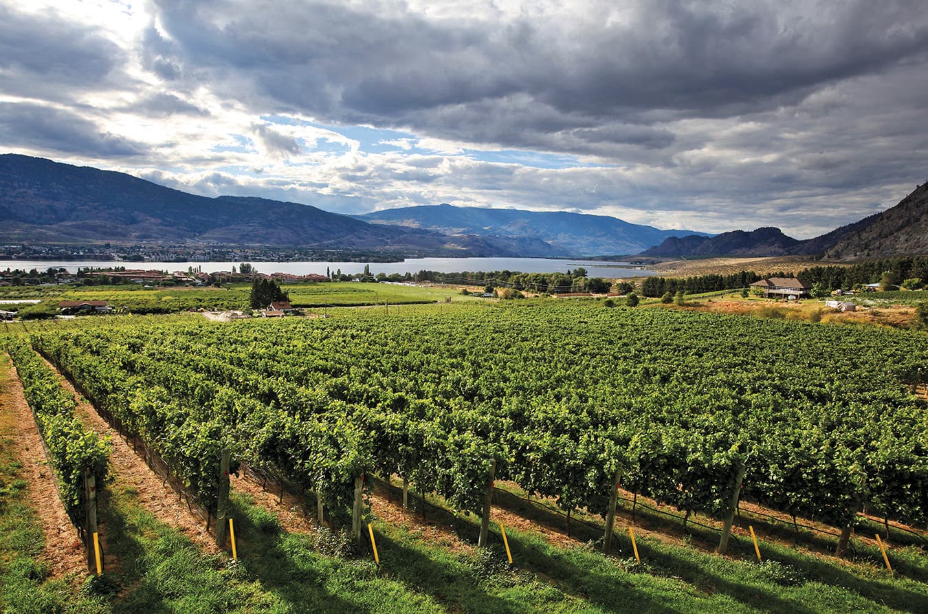 Moon Curser Vineyards | Vivid Tours - Kelowna Wine And Craft Beer Tours